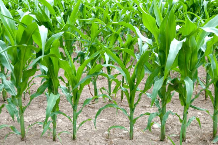 Gripp Custom Farming Corp - Sheffield, IL